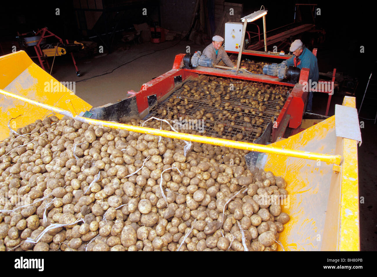 Potato gathering and sorting potatoes hi-res stock photography and ...