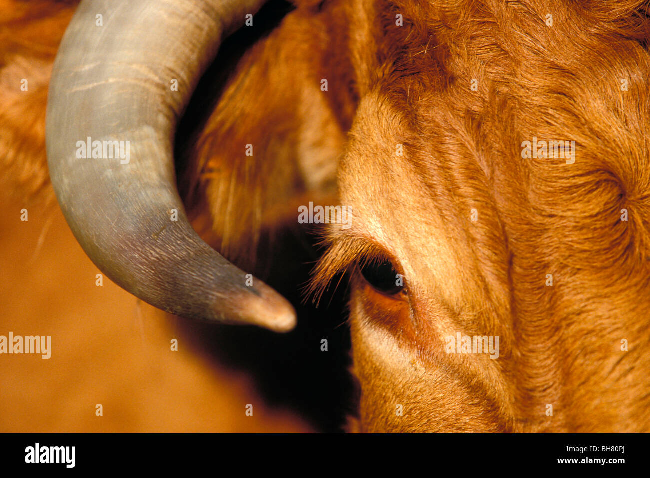 Horn france hi-res stock photography and images - Alamy