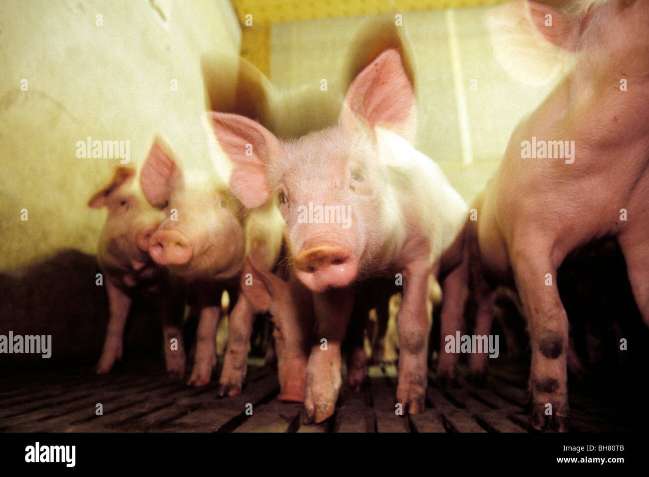 BATTERY PIG FARM, BRITTANY, FRANCE Stock Photo - Alamy