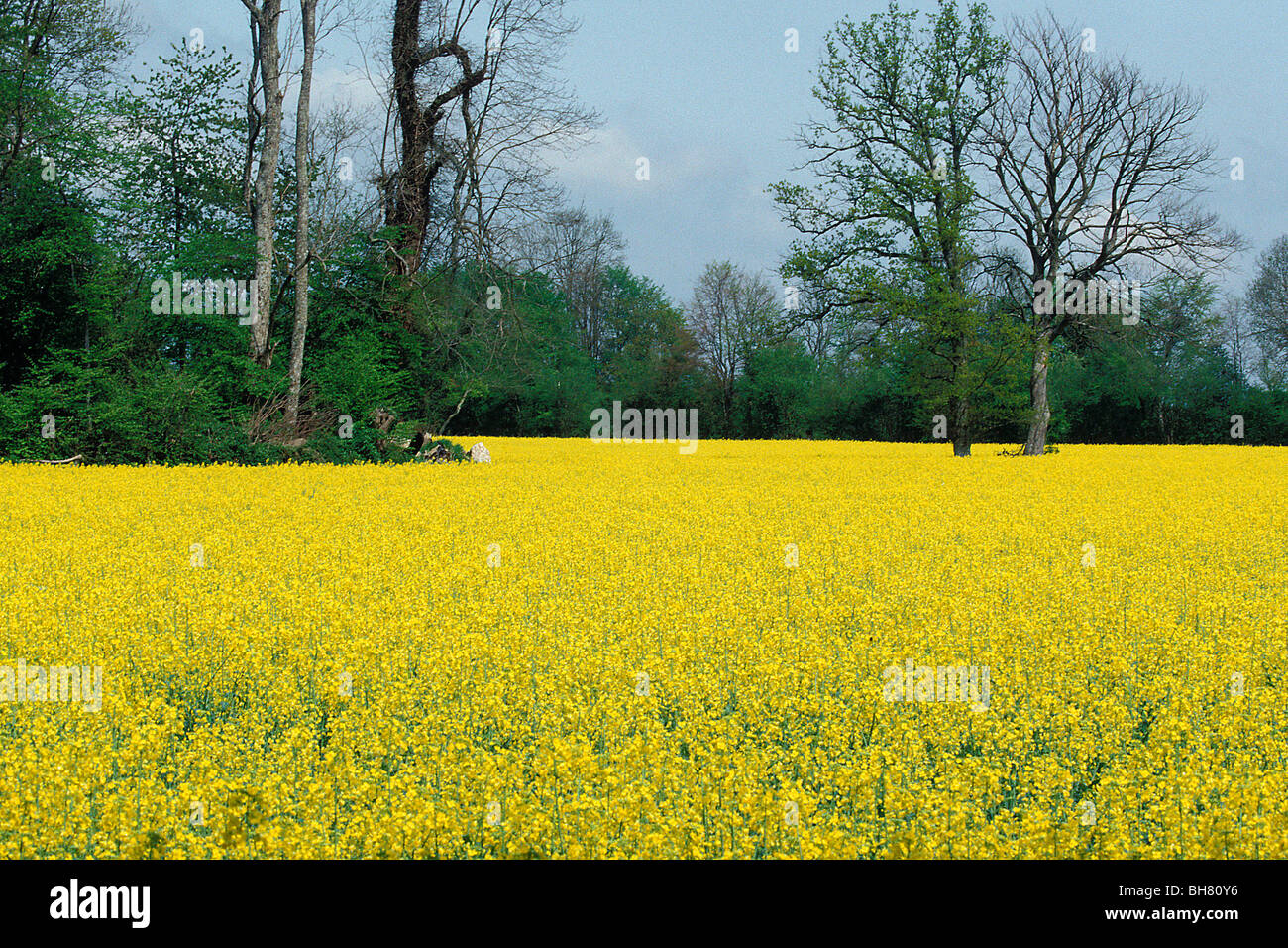 COLZA (RAPE) FARM, ORNE (61), FRANCE Stock Photo - Alamy