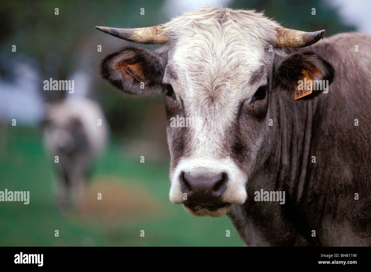 PORTRAIT OF A GASCON COW IN THE MEADOW, ARIEGE (09), FRANCE Stock Photo ...