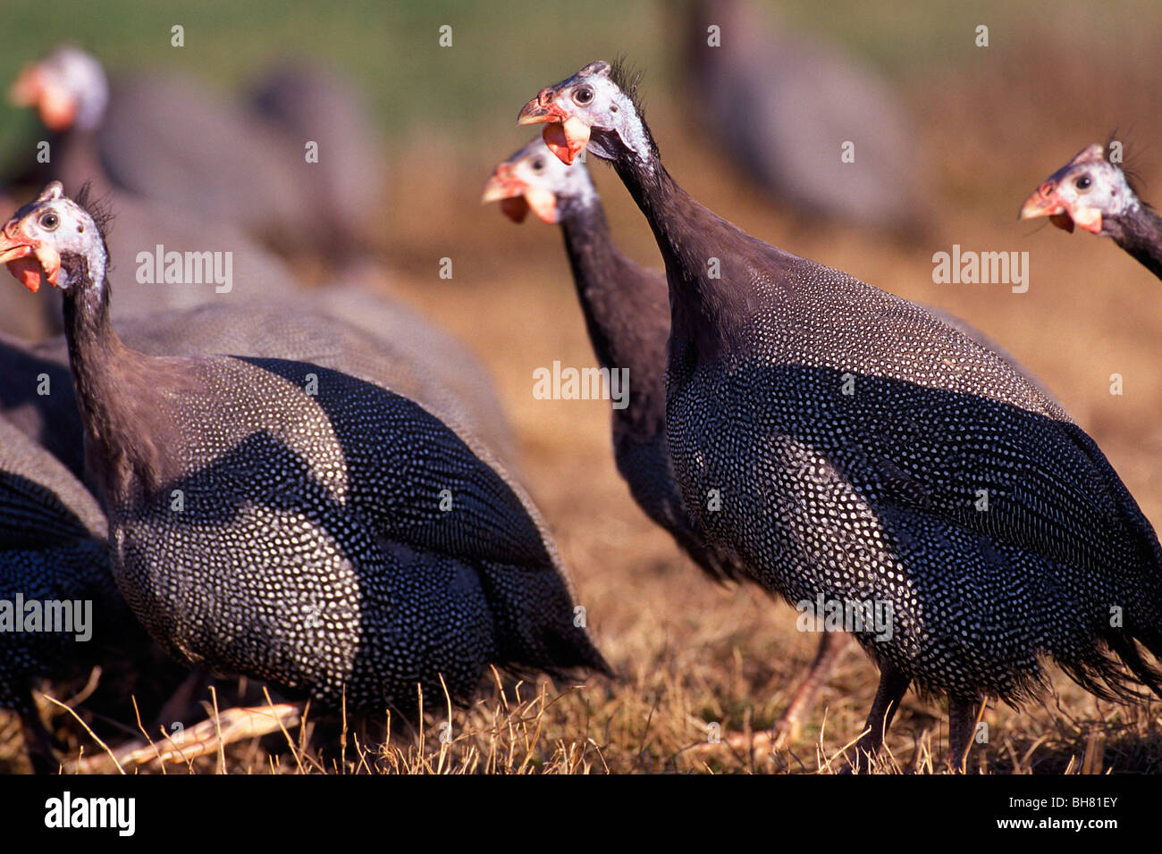 Normandy free range guinea fowl farm hi-res stock photography and ...