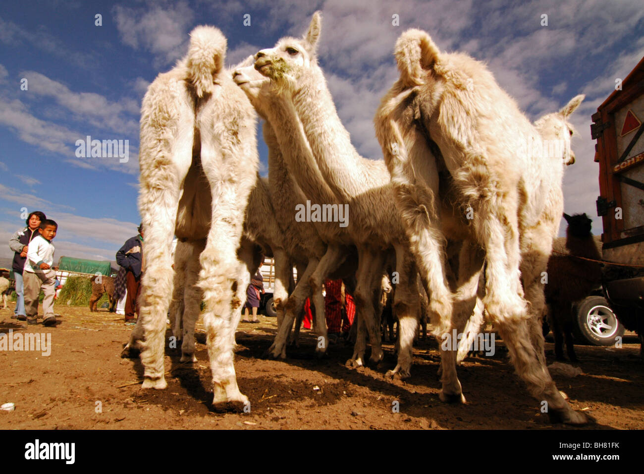 Ecuador, Saquisili, view of white llamas with people in the background ...