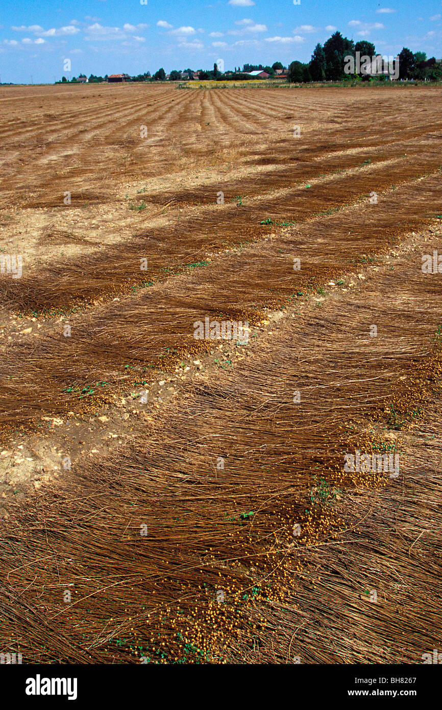 Cutting flax hi-res stock photography and images - Alamy