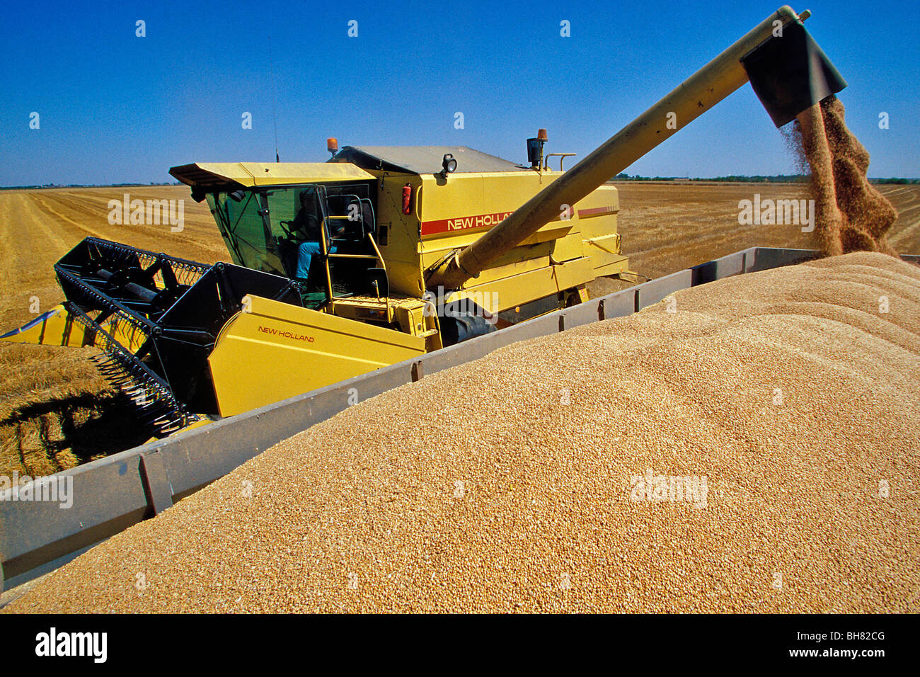 COMBINE-HARVESTER EMPTYING ITS CONTAINER INTO A FULL TRAILER DURING THE ...