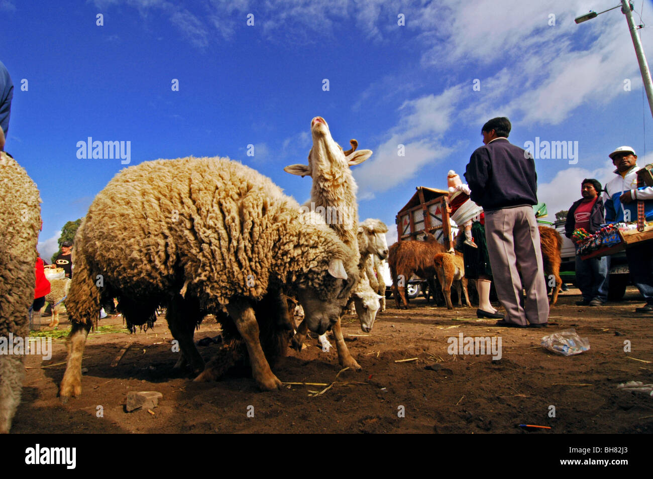 Baby goat stock image hi-res stock photography and images - Alamy