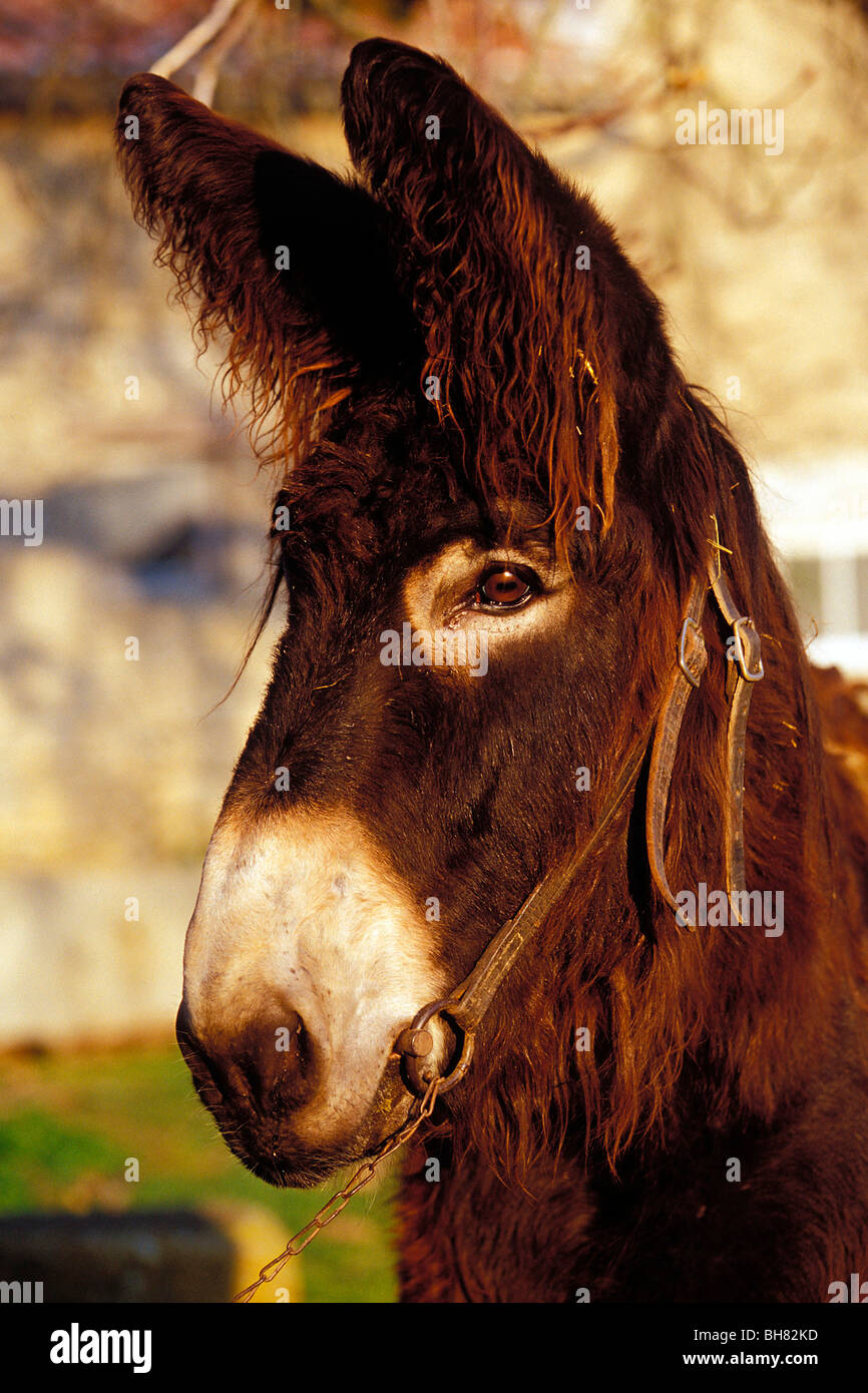 Baudet du poitou hi-res stock photography and images - Alamy
