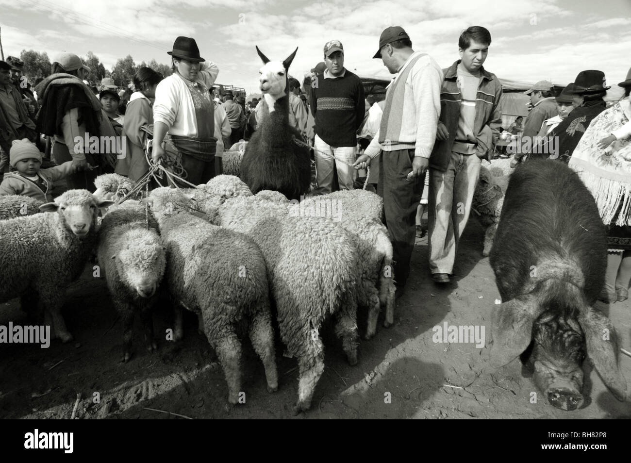 Big black pig hi-res stock photography and images - Alamy