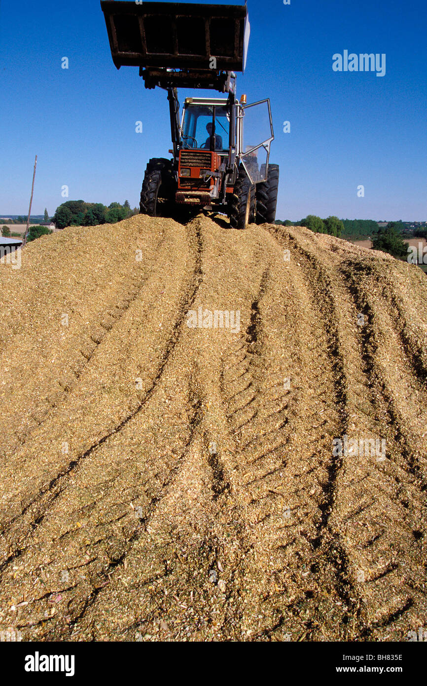 Cereal corn ensilage hi-res stock photography and images - Alamy