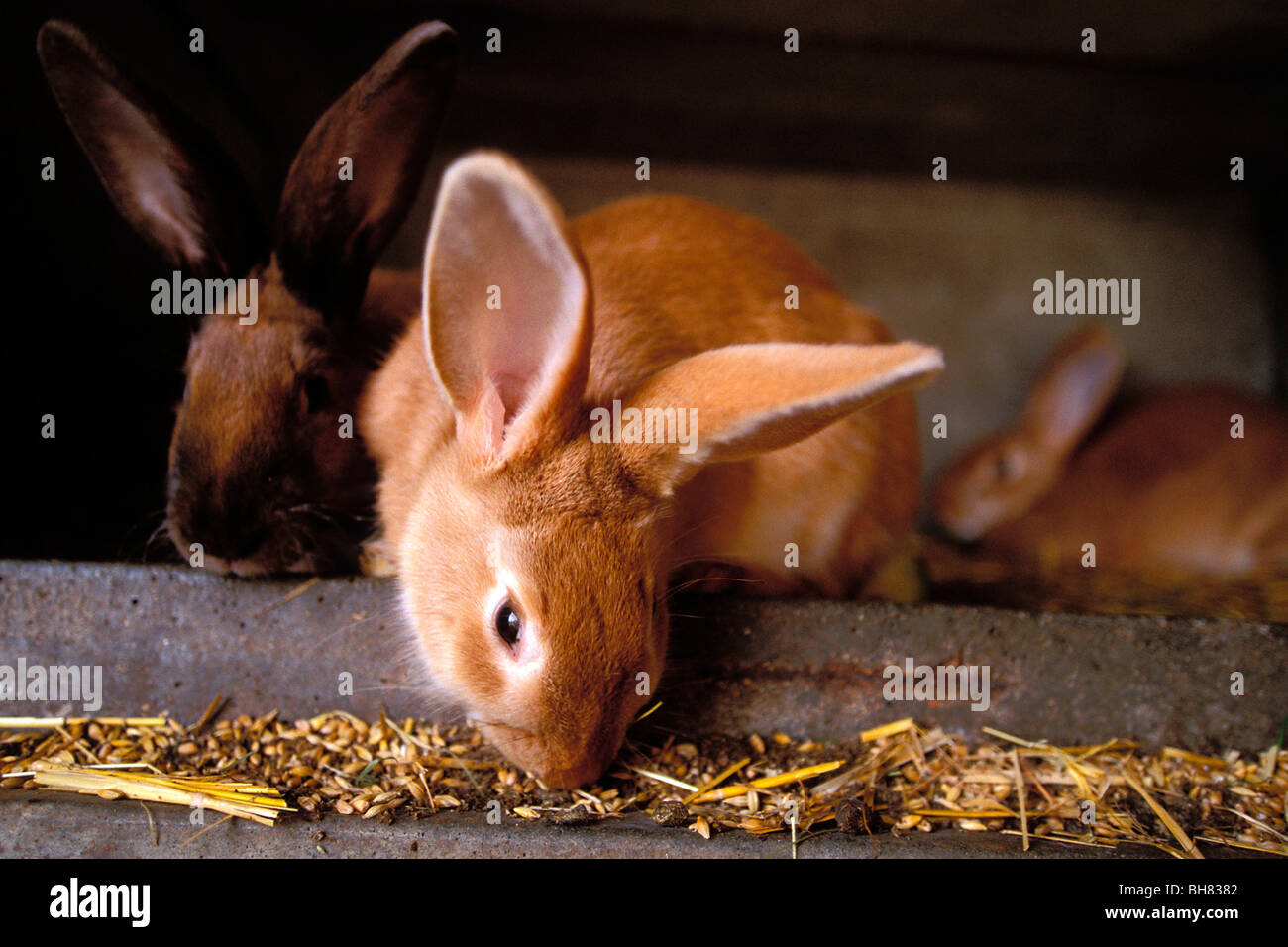 FREE RANGE RABBIT FARM, NORMANDY, FRANCE Stock Photo - Alamy