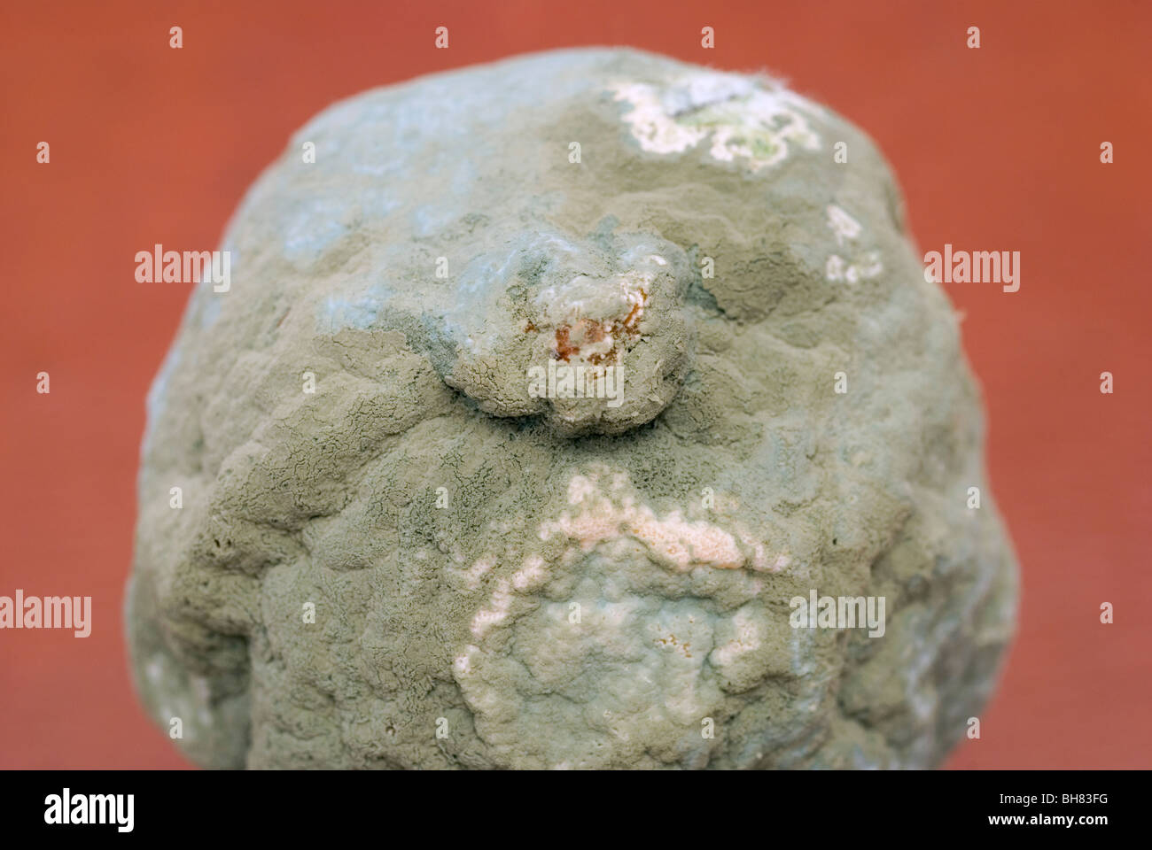 Moldy fruit rotten lemon hi-res stock photography and images - Alamy