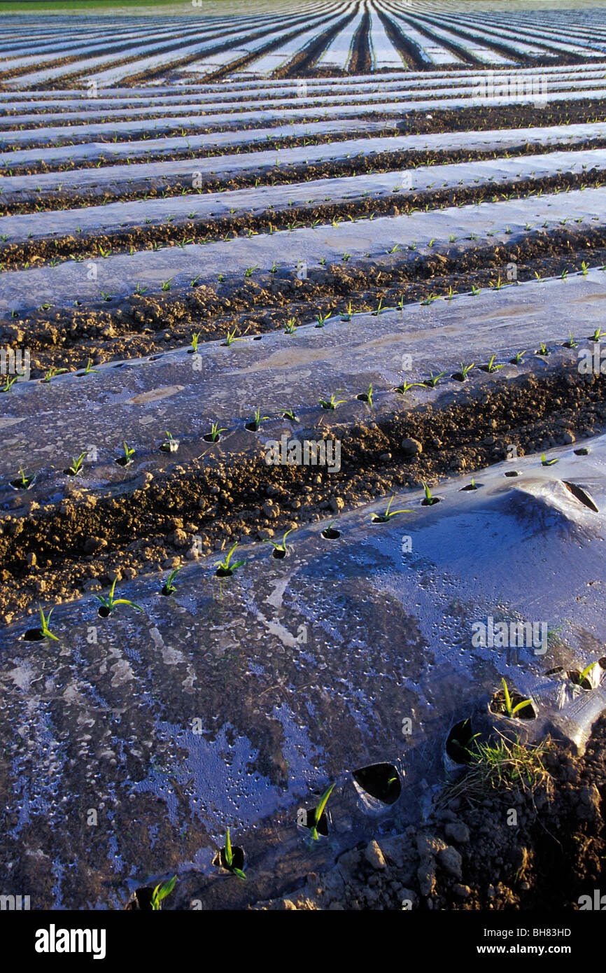 Biodegradable plastic corn hi-res stock photography and images - Alamy