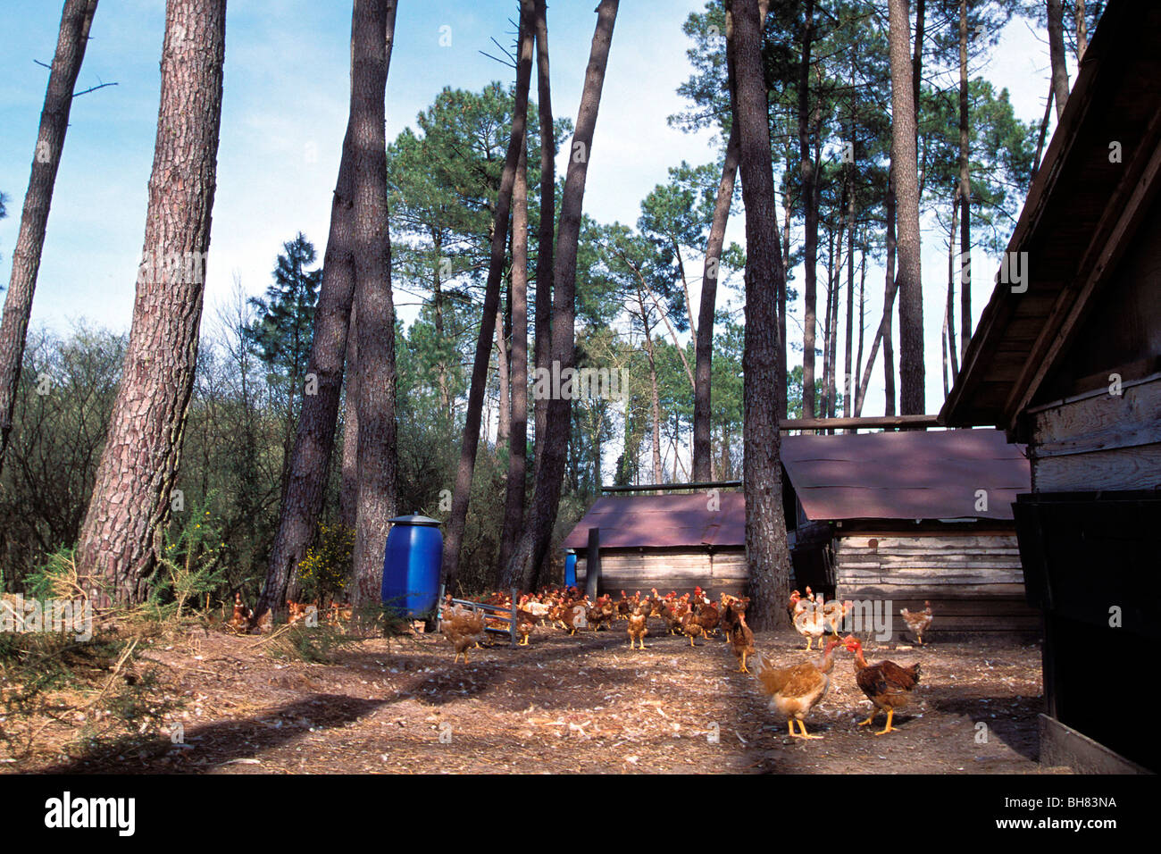 'LABEL ROUGE' CHICKEN FARM, LES LANDES (40), FRANCE Stock Photo - Alamy