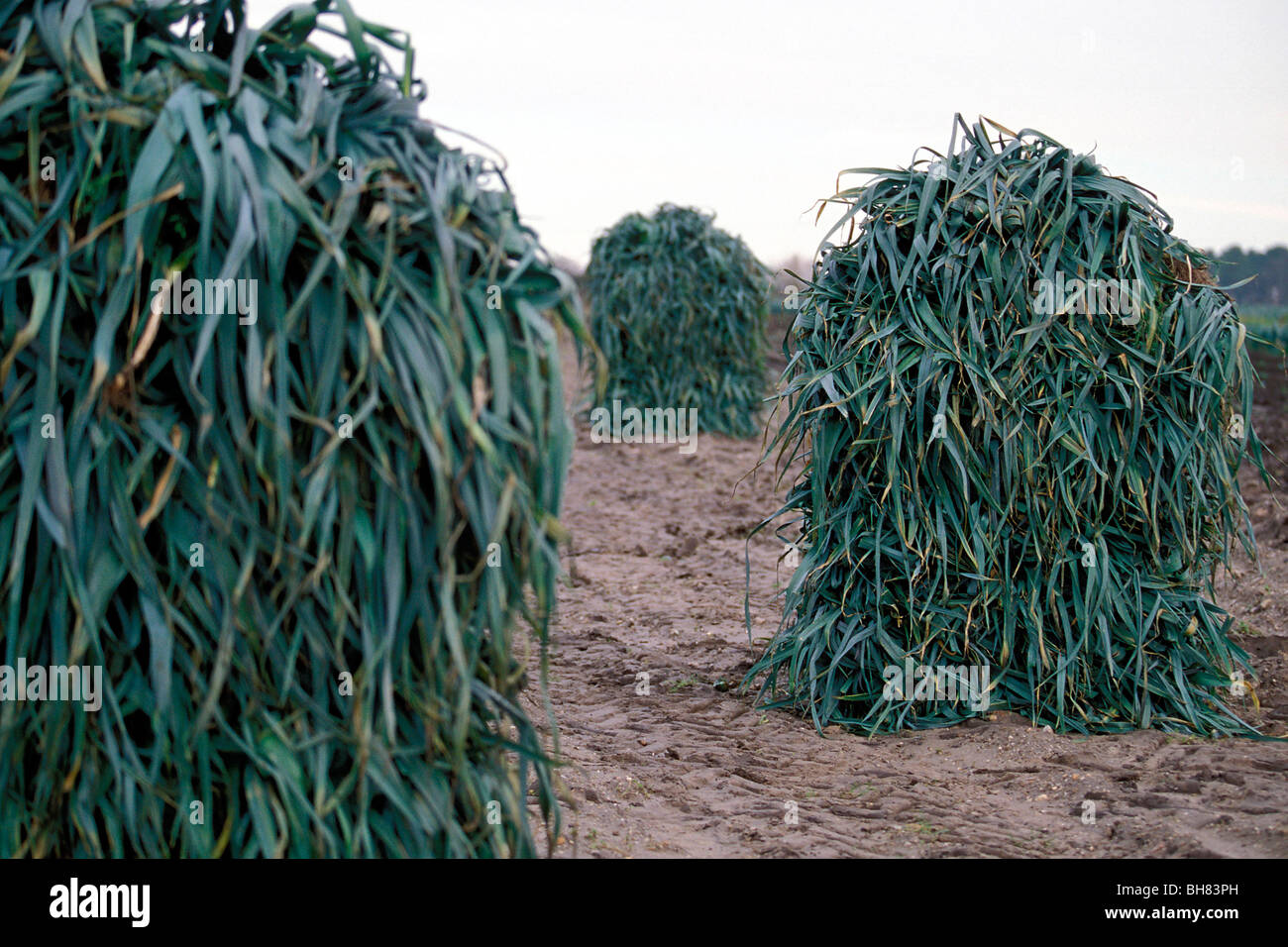 Finistere leek farming hi-res stock photography and images - Alamy