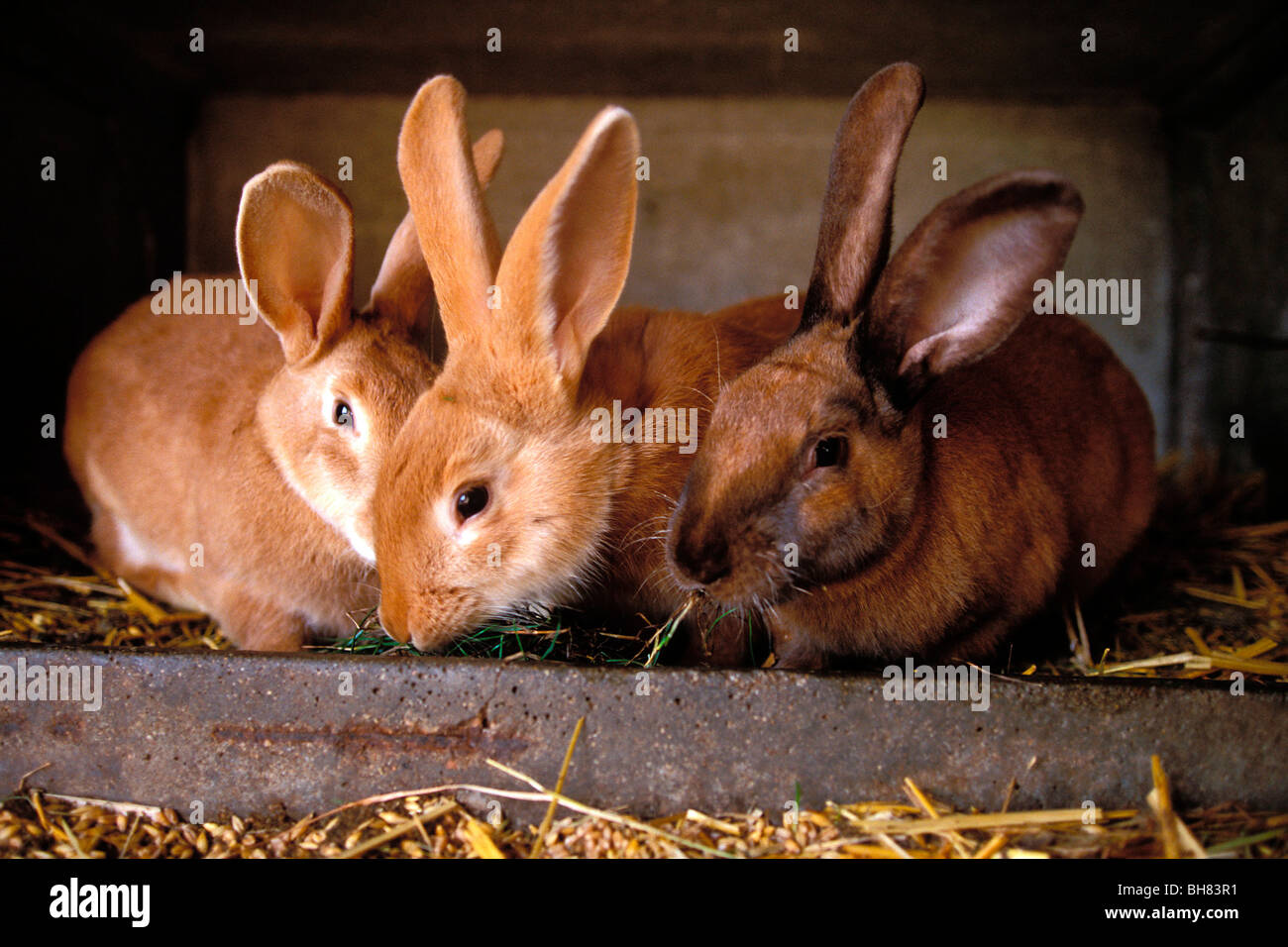 Farm bred hi-res stock photography and images - Alamy
