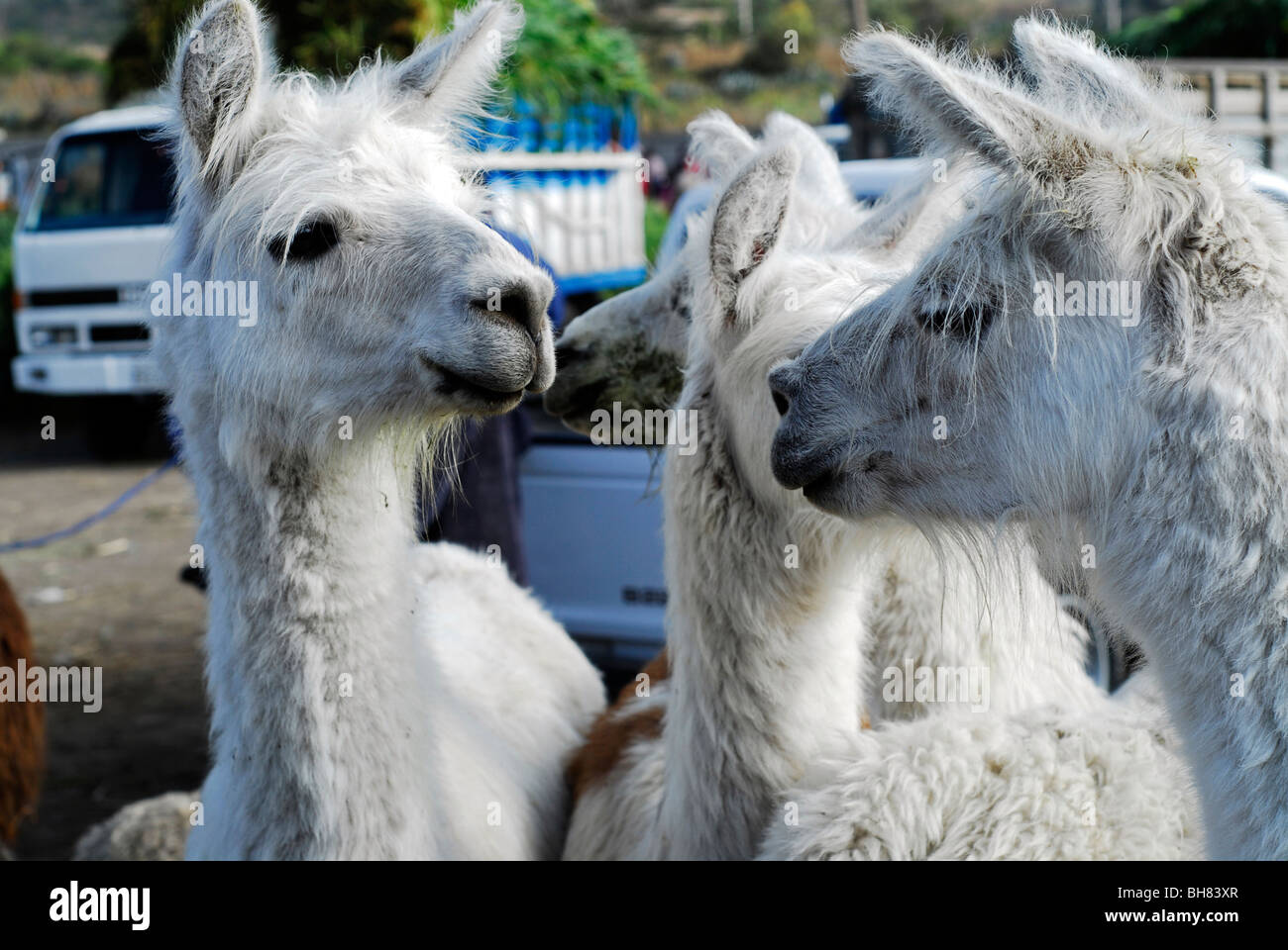 Ecuador, Saquisili, close-up of white lamas with their clear blue eyes ...