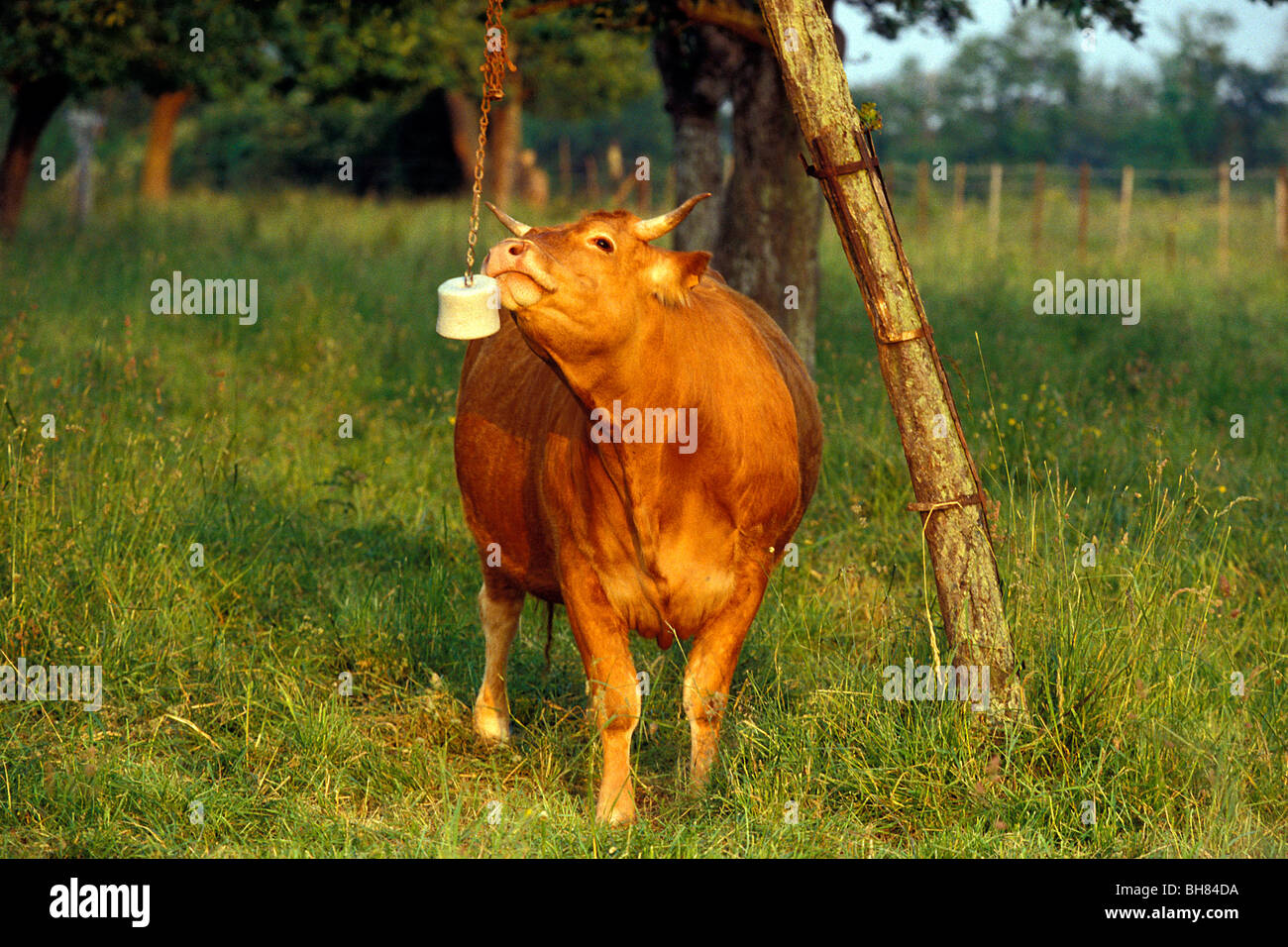 Salt block cow hi-res stock photography and images - Alamy
