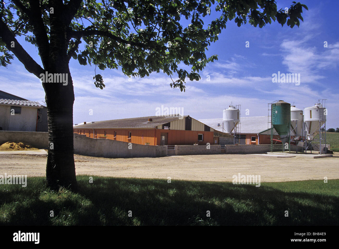 PIG FARM IN BRITTANY, FRANCE Stock Photo - Alamy