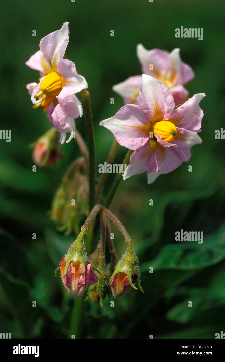 Potato flower of the shepody potato hi-res stock photography and images ...