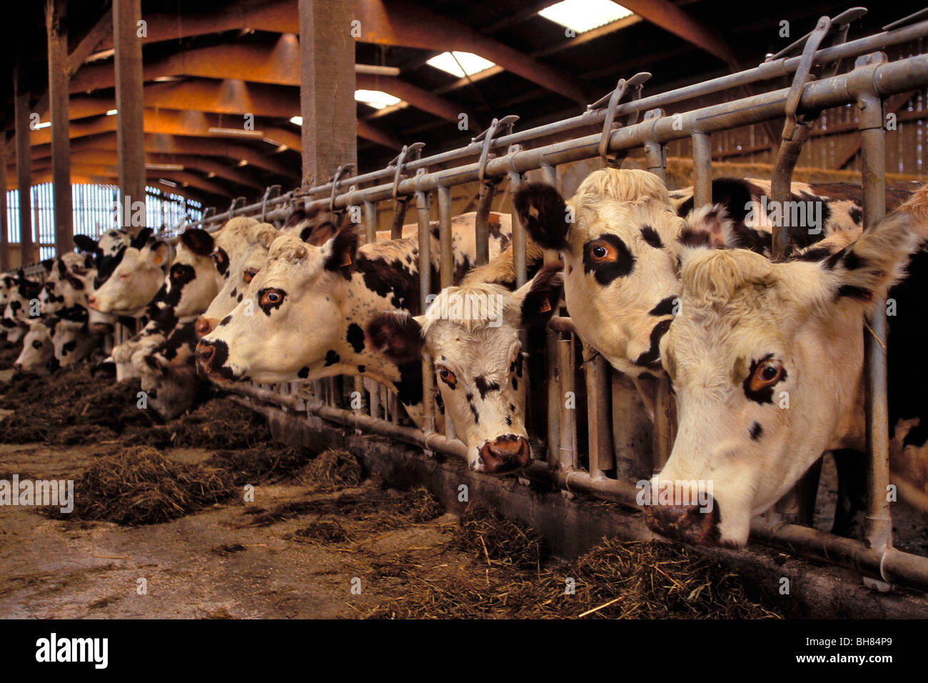 Normandy cows in stalls in a stable hi-res stock photography and images ...