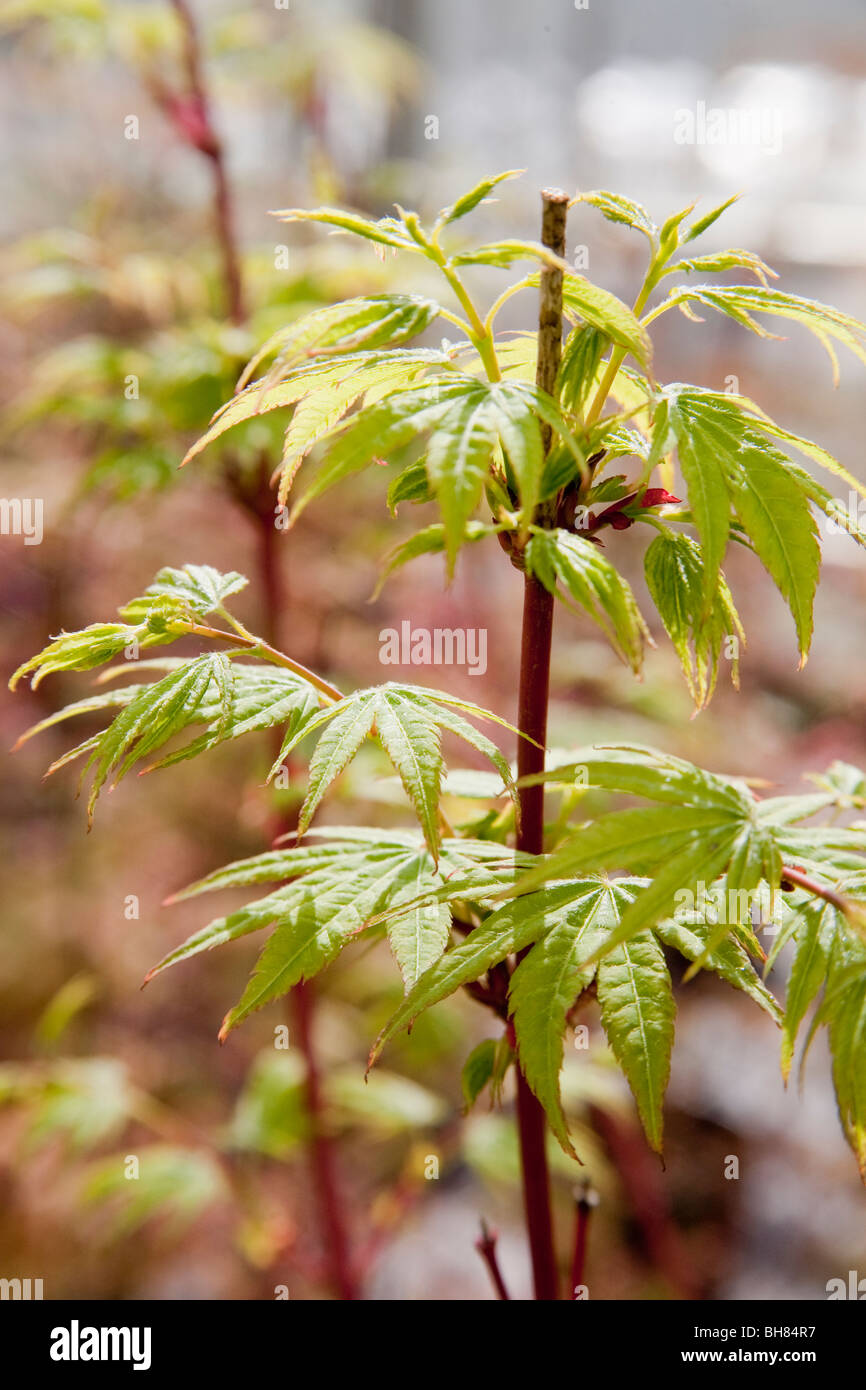 Acer Japanese Maple garden plant Stock Photo - Alamy