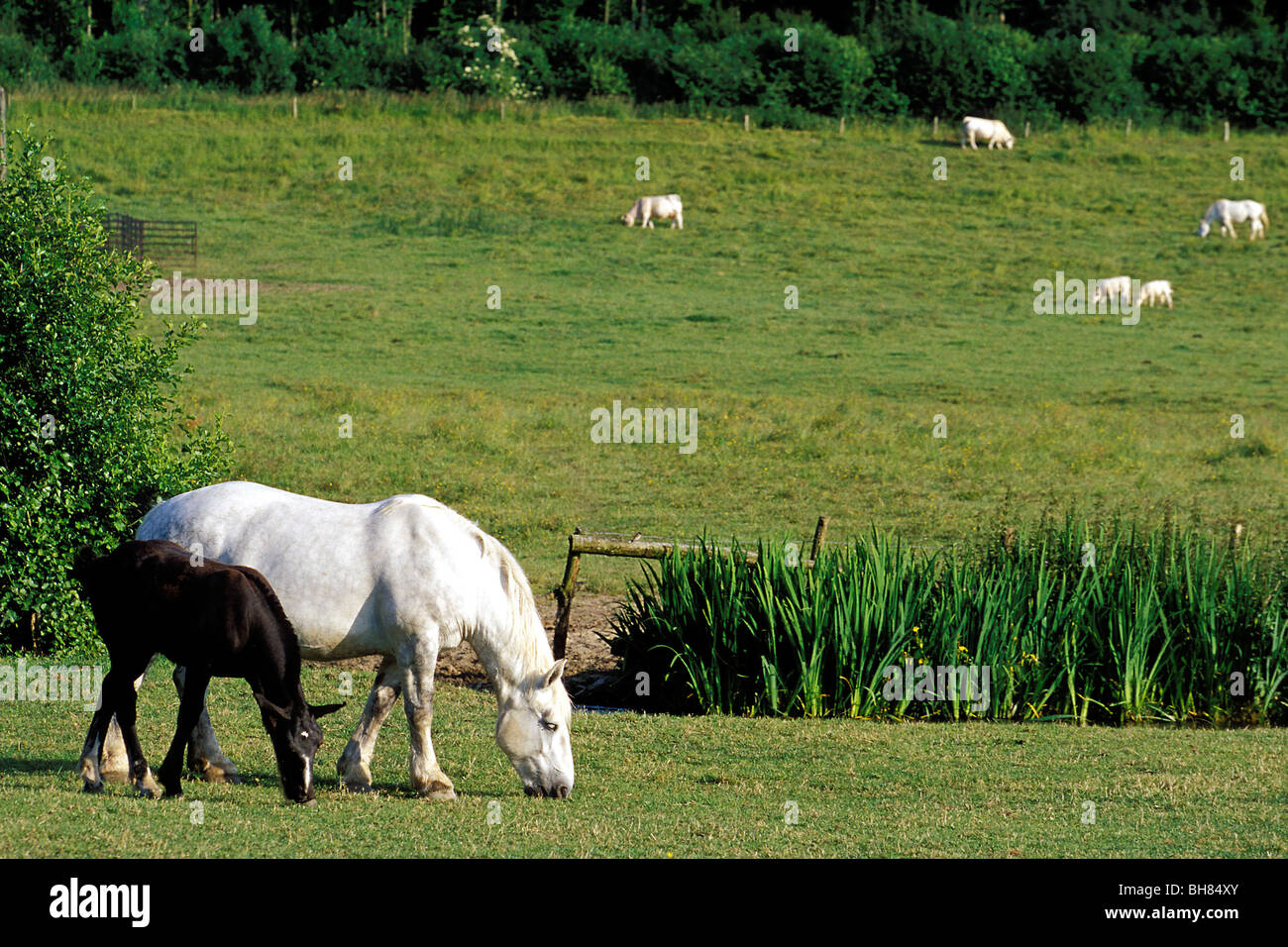 PERCHERON HORSE IN THE PERCHE, ORNE (61), FRANCE Stock Photo - Alamy