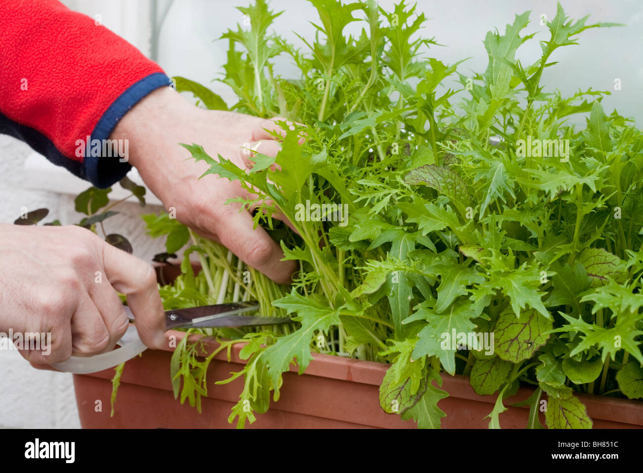 Salad leaves window box hi-res stock photography and images - Alamy
