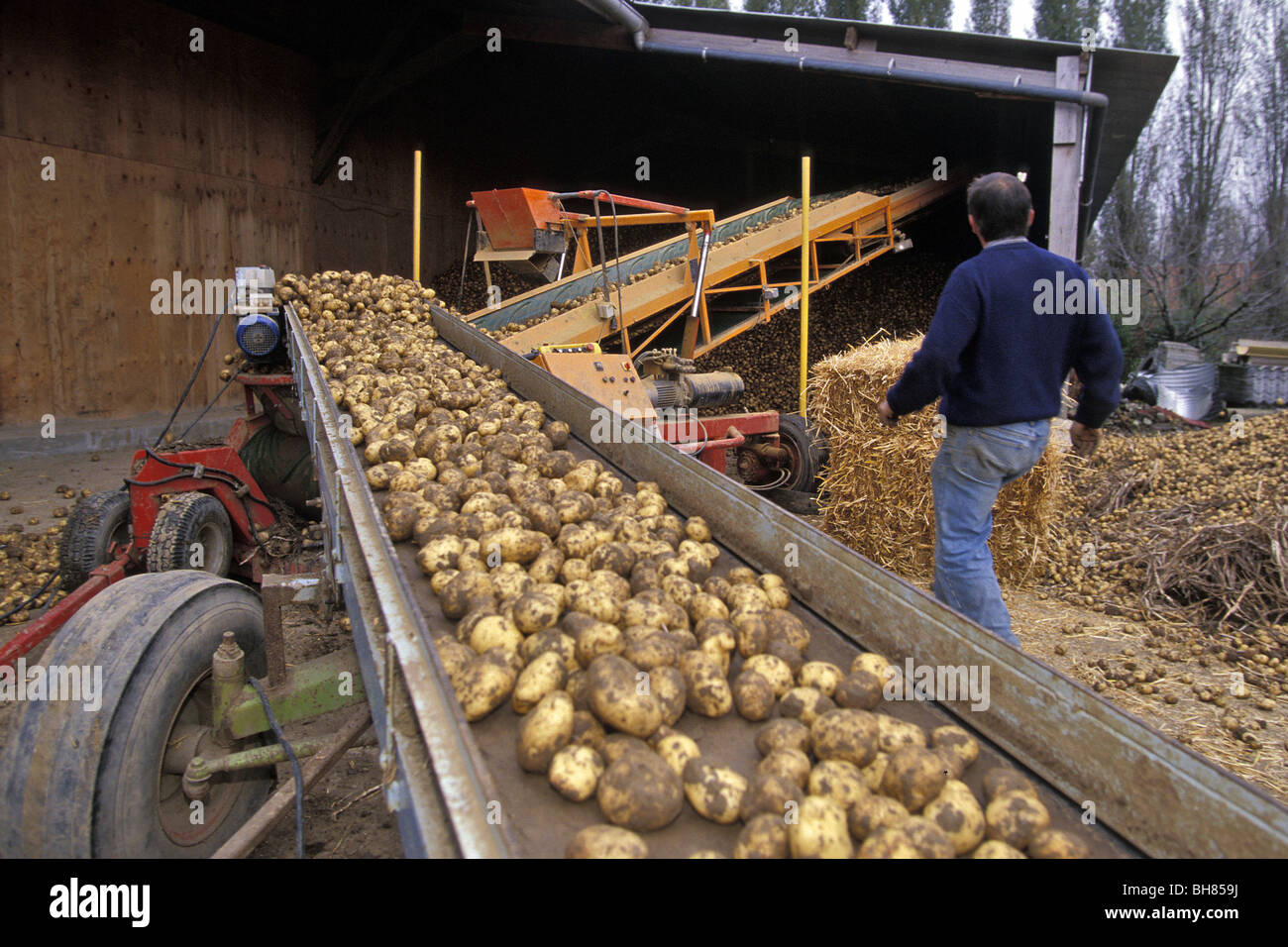 Potato gathering and sorting potatoes hi-res stock photography and ...