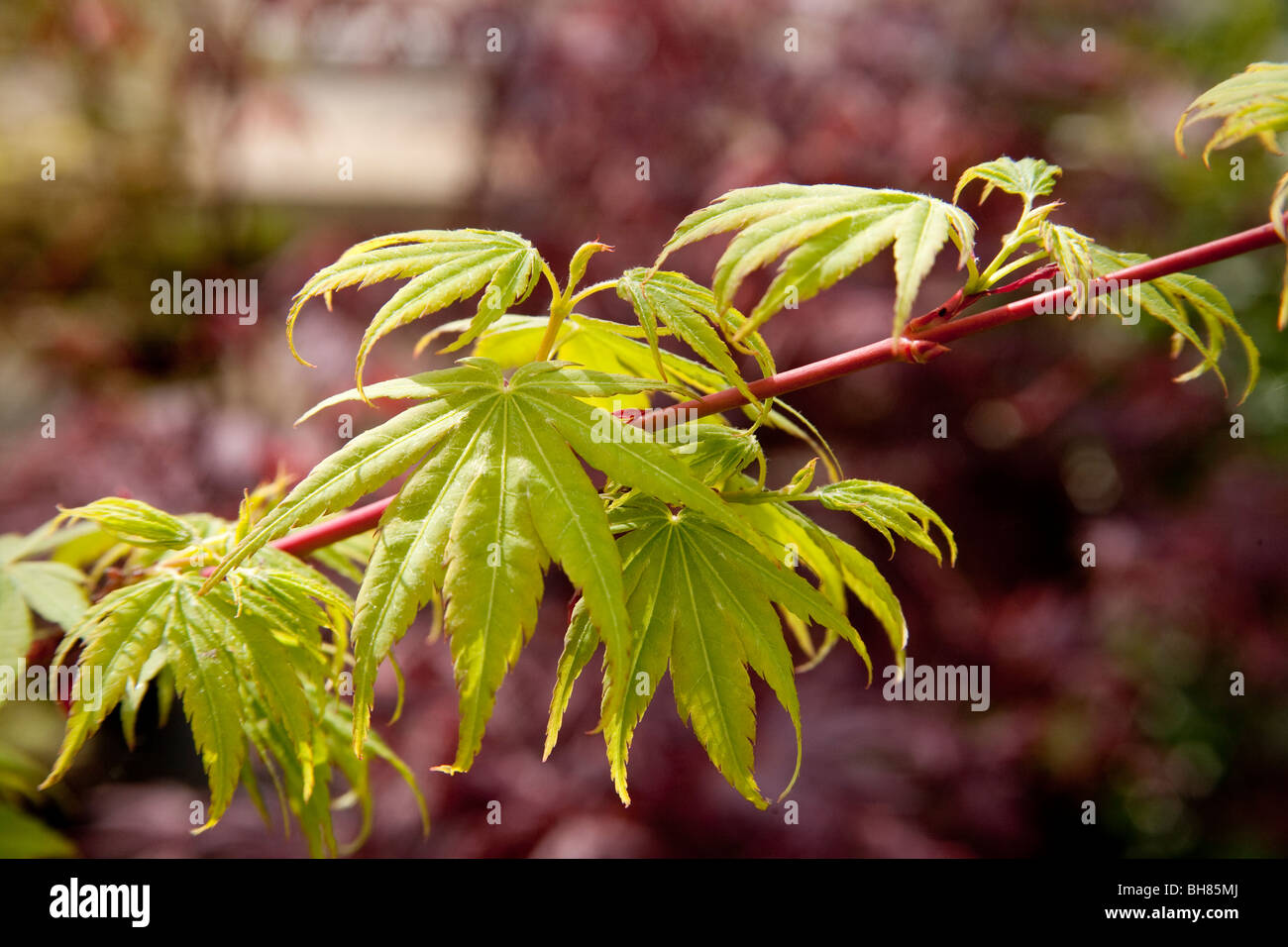 Acer japanese maple hi-res stock photography and images - Alamy