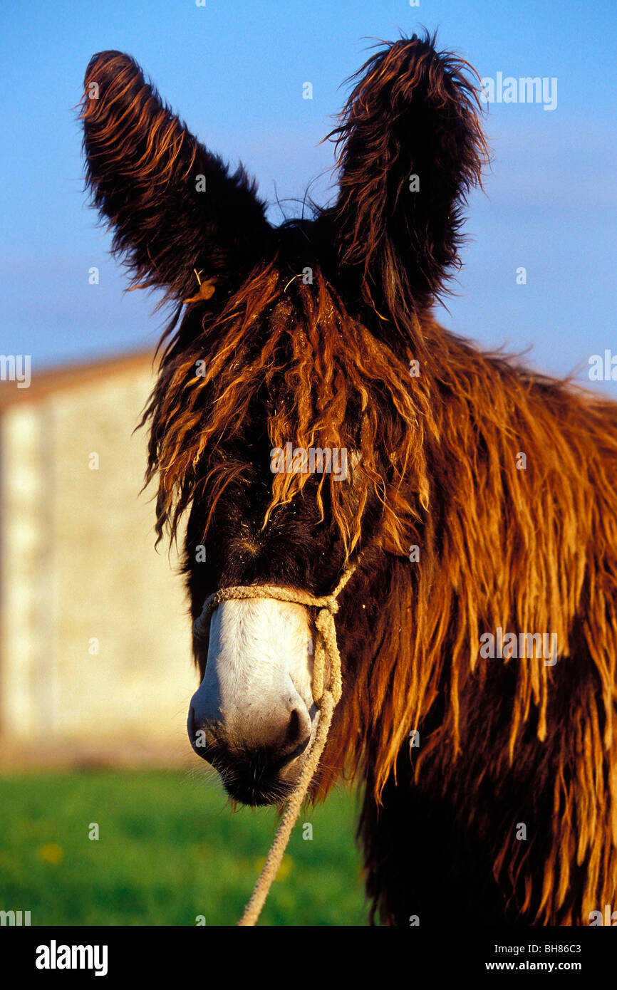 Baudet du poitou hi-res stock photography and images - Alamy