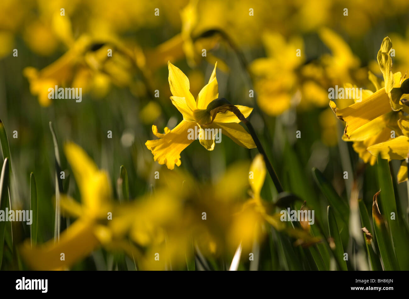 Daffodil backlit with spring sunshine Stock Photo - Alamy