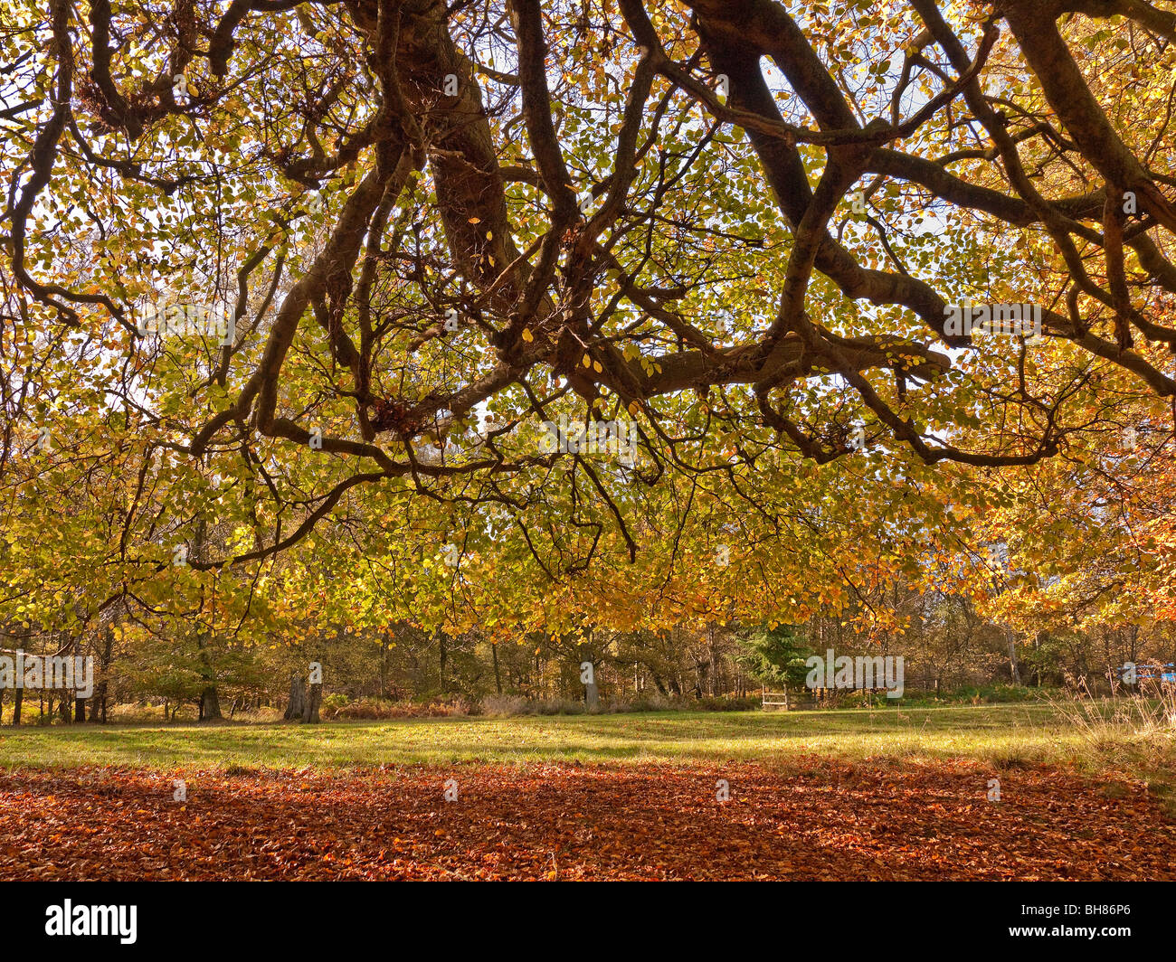 Autumn colour in woodland on the Ashridge estate Hertfordshire, UK ...