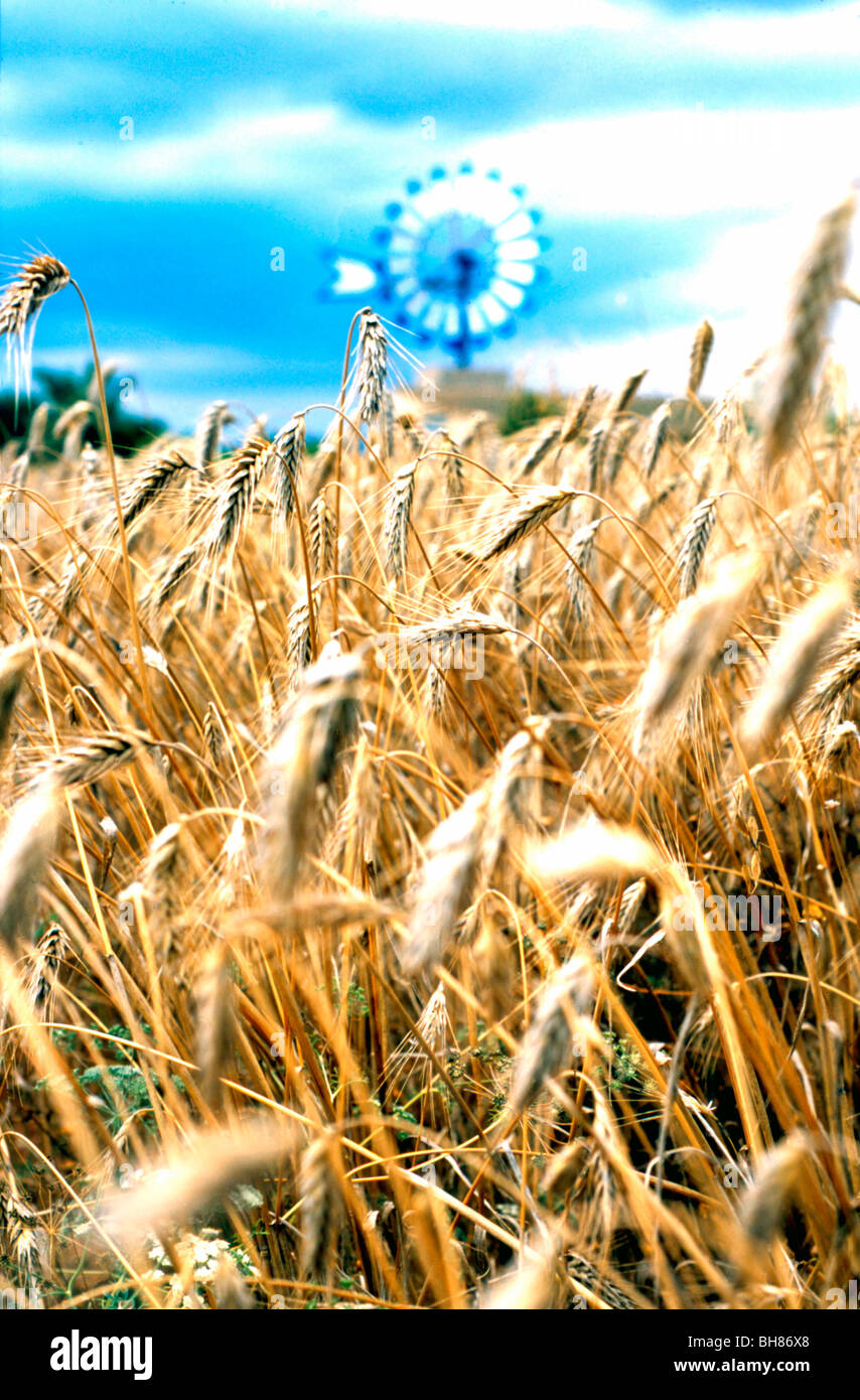 wheat field, Mallorca, Spain Stock Photo - Alamy