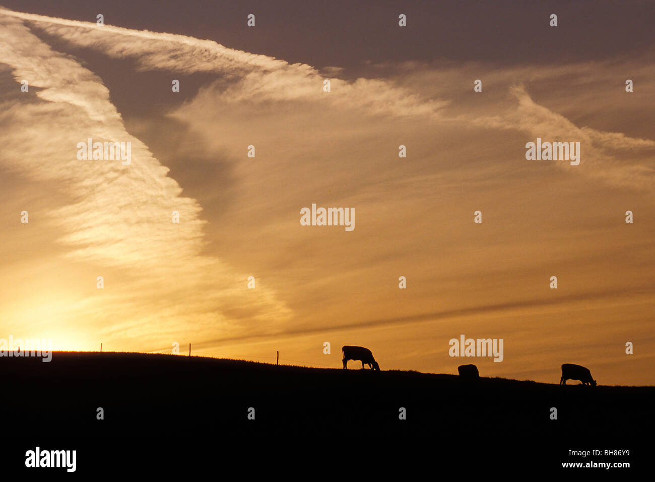 COW FARM, NORMANDY, PERCHE, ORNE (61 Stock Photo - Alamy