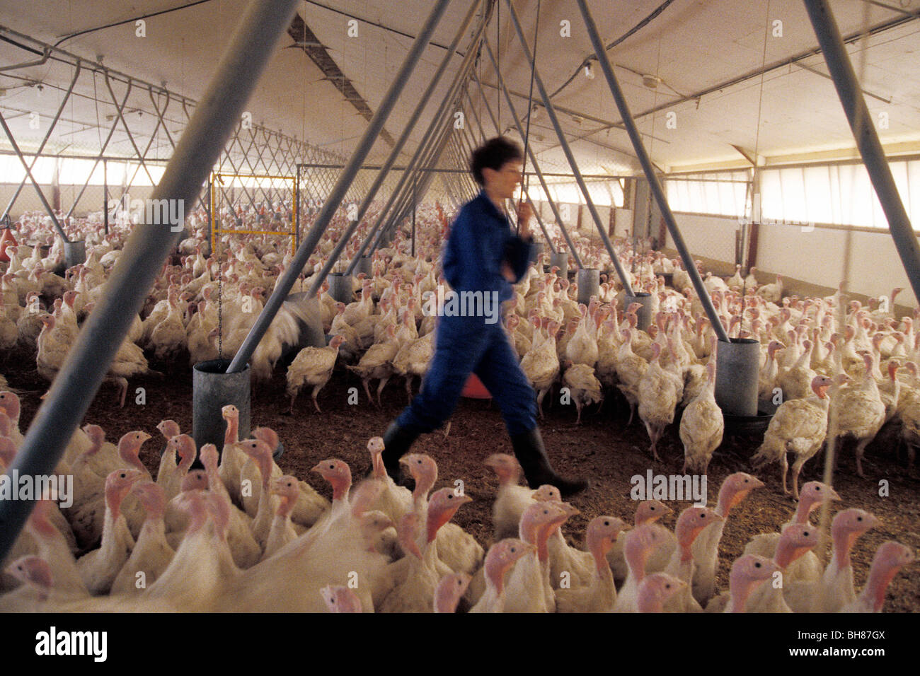 Battery turkey farm hi-res stock photography and images - Alamy