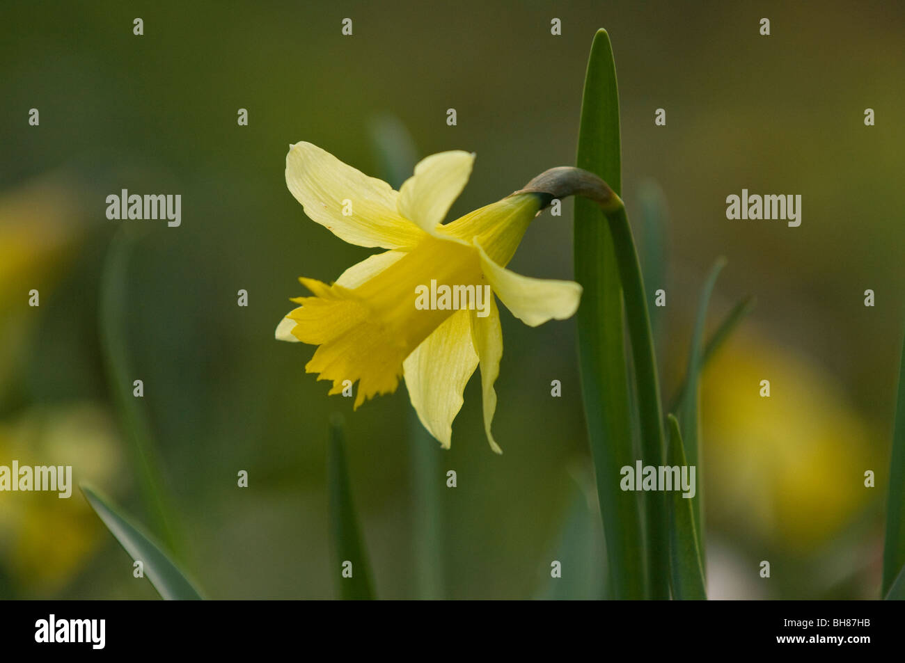 Single daffodil in soft morning light Stock Photo - Alamy