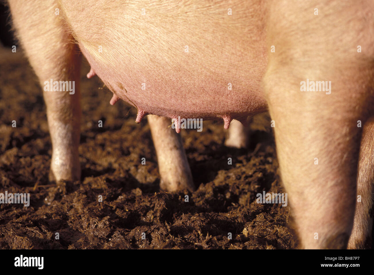 Breeding sows hi-res stock photography and images - Alamy