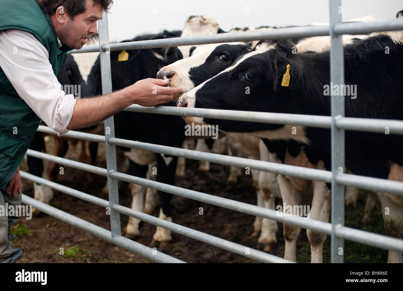 farmer with cows Stock Photo - Alamy