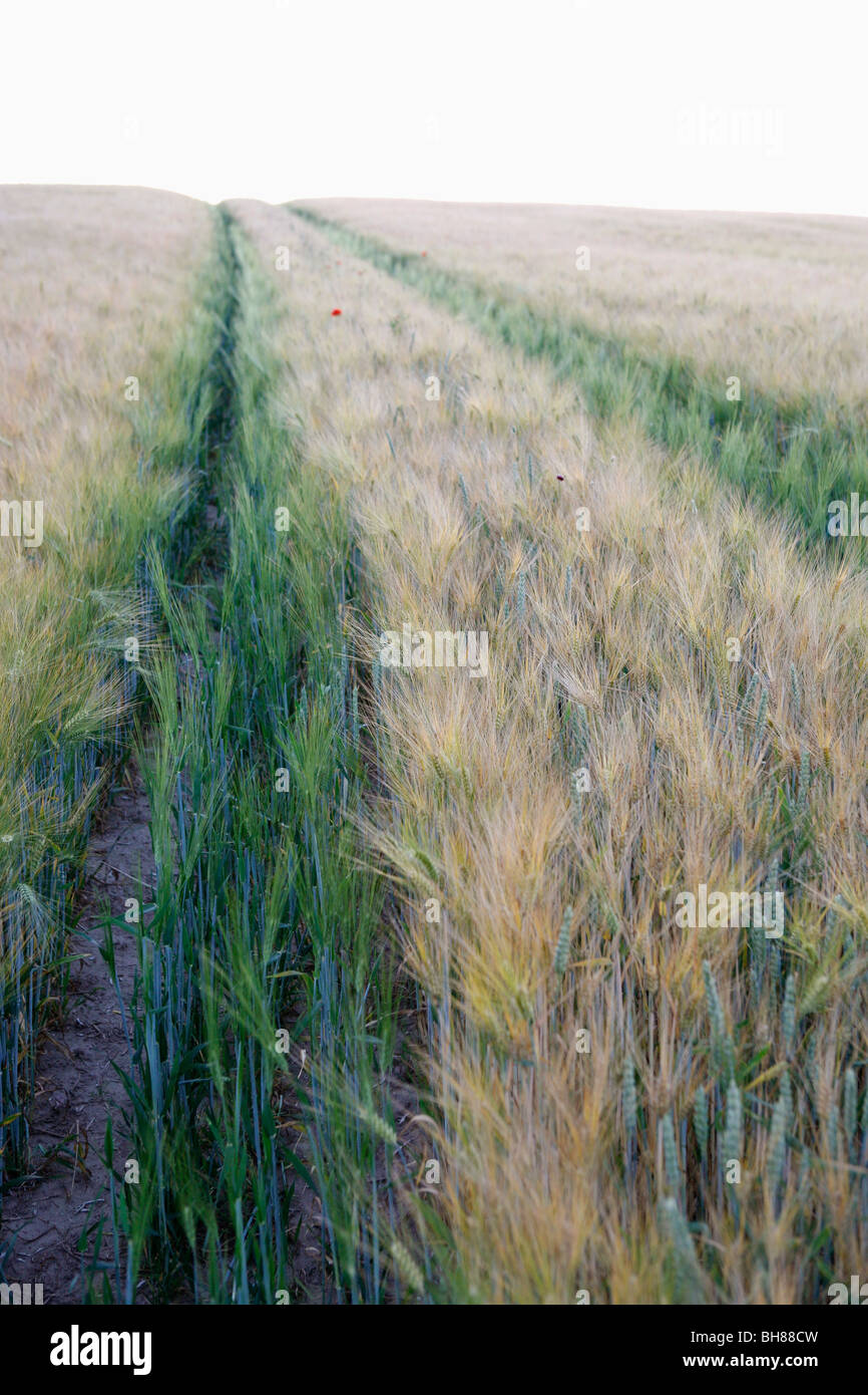 Tracks through grass hi-res stock photography and images - Alamy