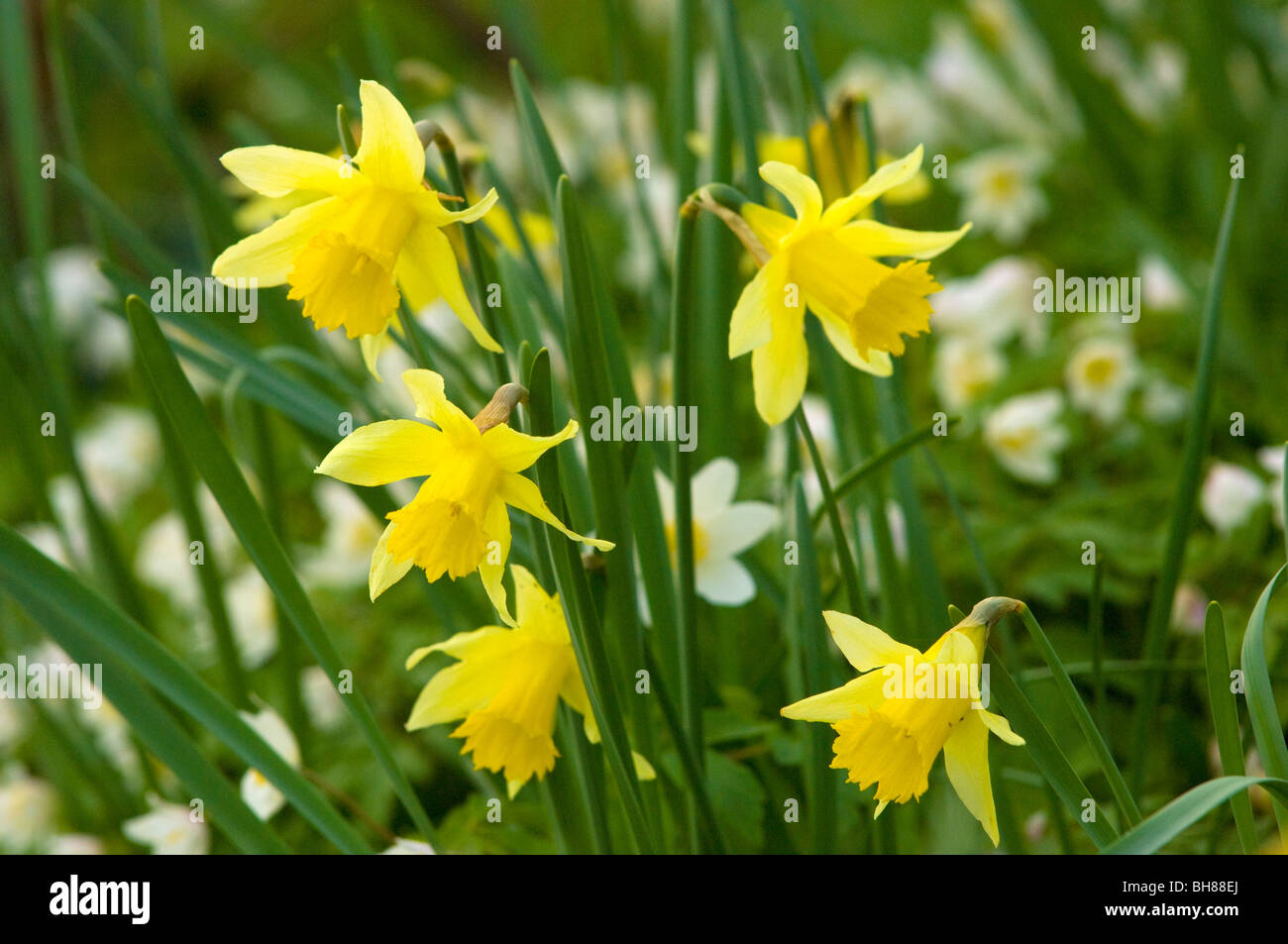 Daffodils in woodland setting Stock Photo - Alamy