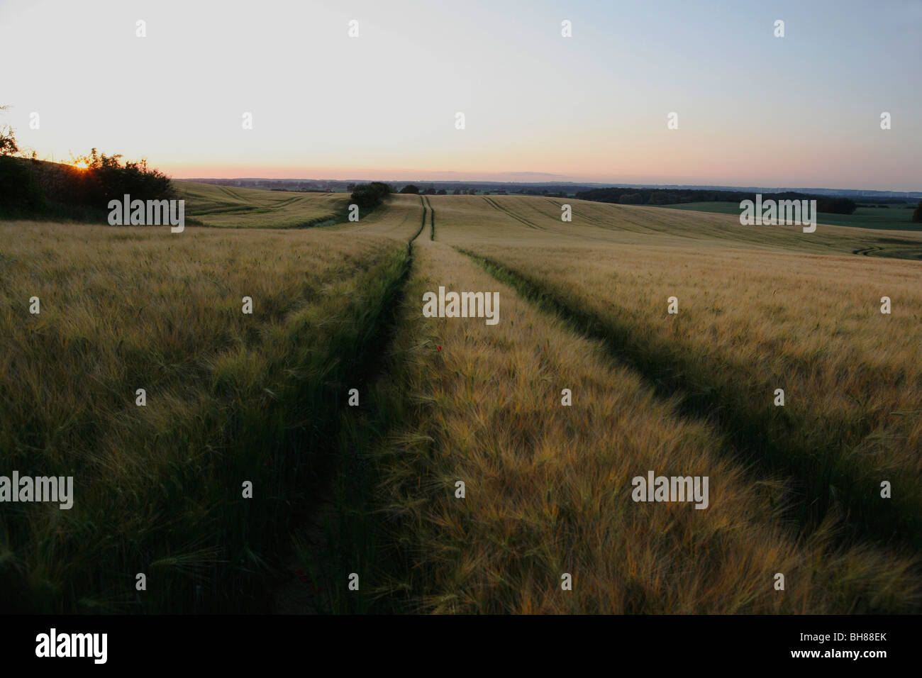 Tracks through a field seen at sunset Stock Photo - Alamy