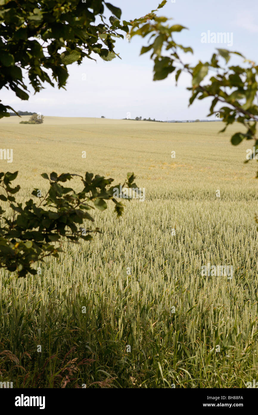 View through branches of a field of rye Stock Photo - Alamy