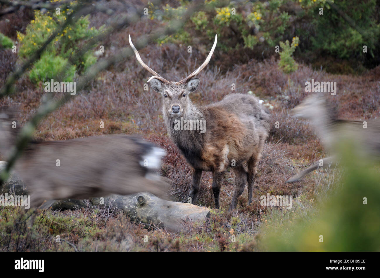 Sika stag and deer hi-res stock photography and images - Alamy