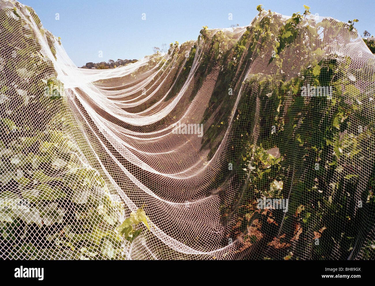 A net covering fruit trees in an orchard Stock Photo - Alamy
