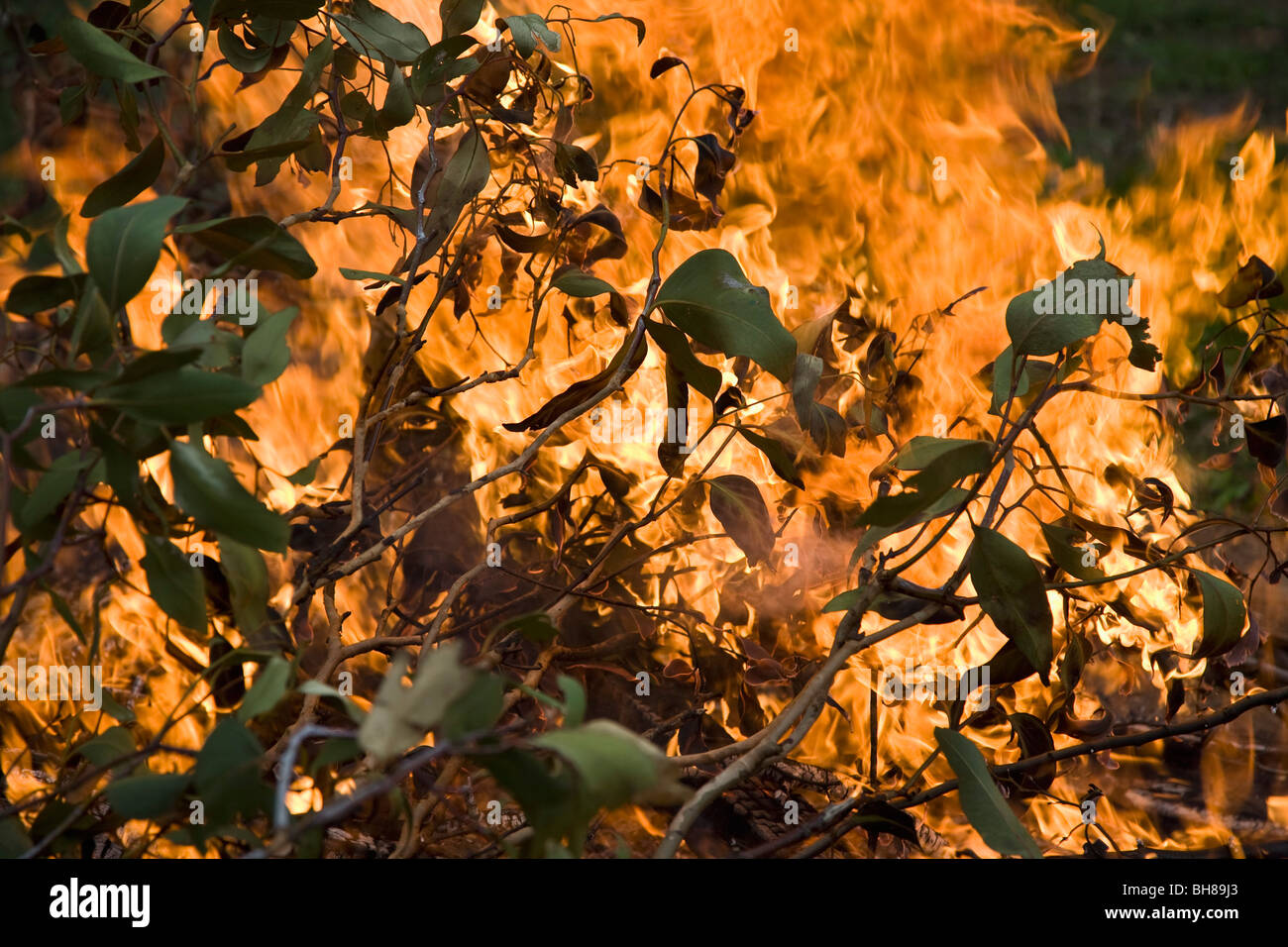 Detail of a forest fire Stock Photo - Alamy