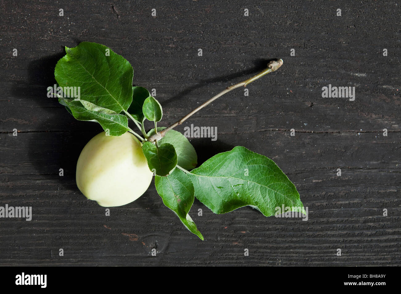 A green apple attached to its stem Stock Photo - Alamy