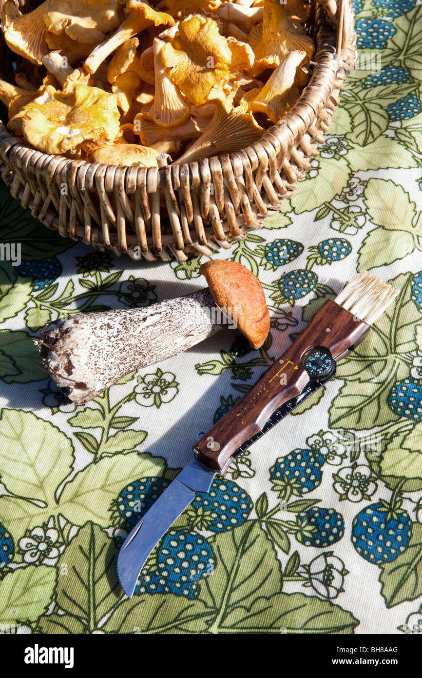 Mushroom picking hi-res stock photography and images - Alamy