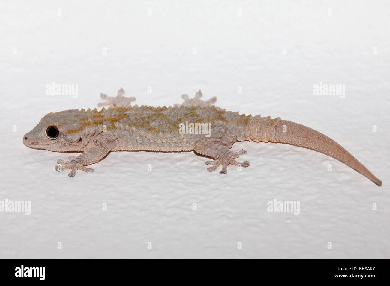 Crocodile gecko hi-res stock photography and images - Alamy