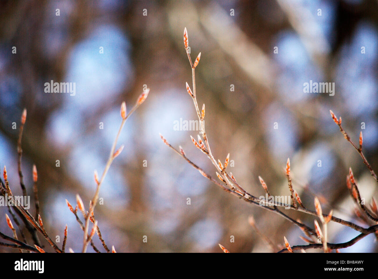 Oak tree buds winter hi-res stock photography and images - Alamy