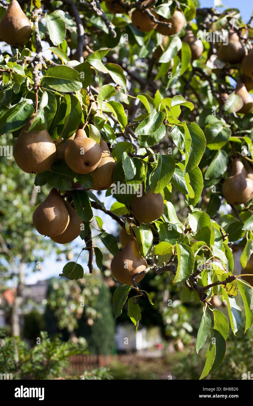 Pears hanging from the branches of a pear tree Stock Photo - Alamy